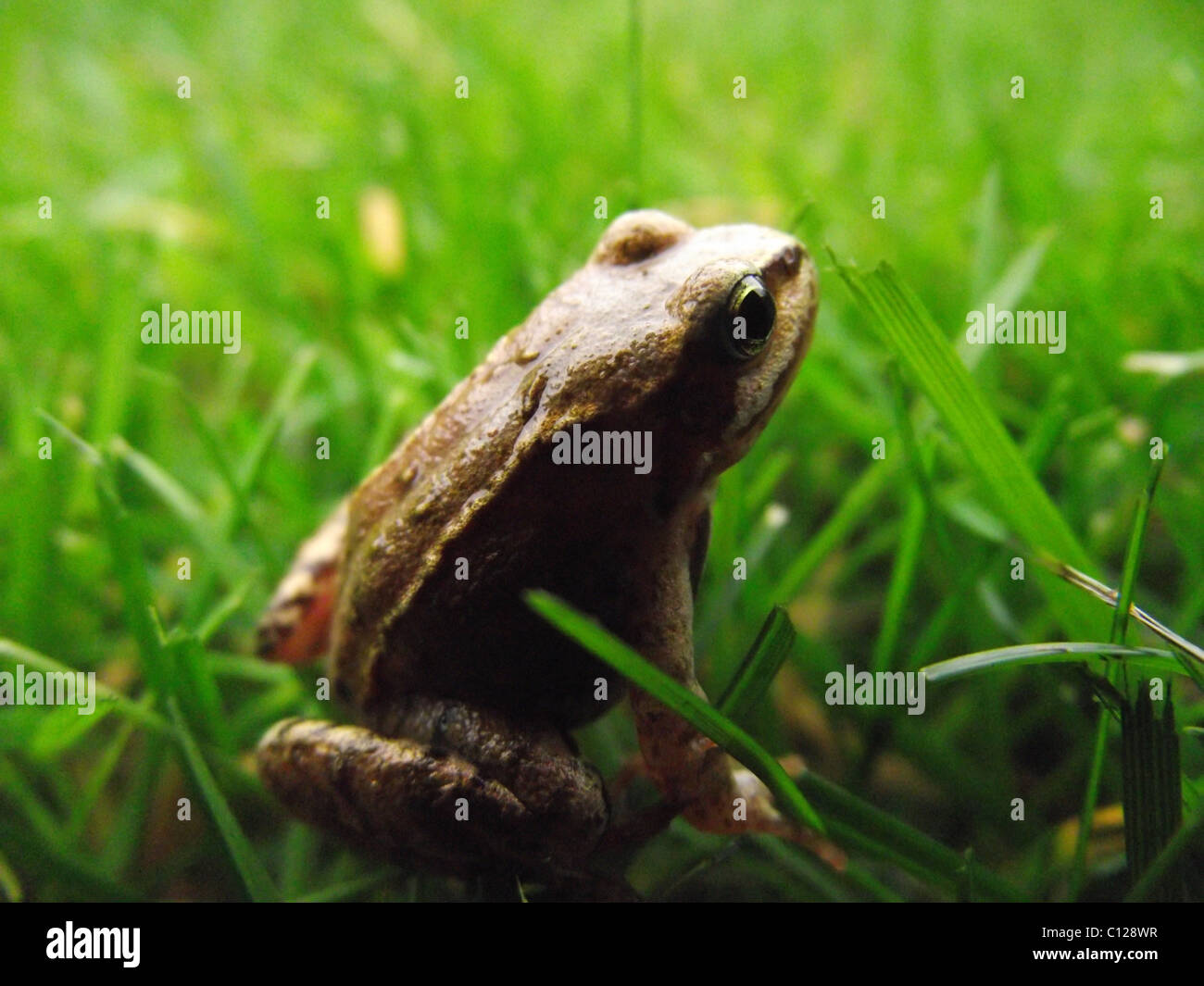 Frog in grass Stock Photo - Alamy