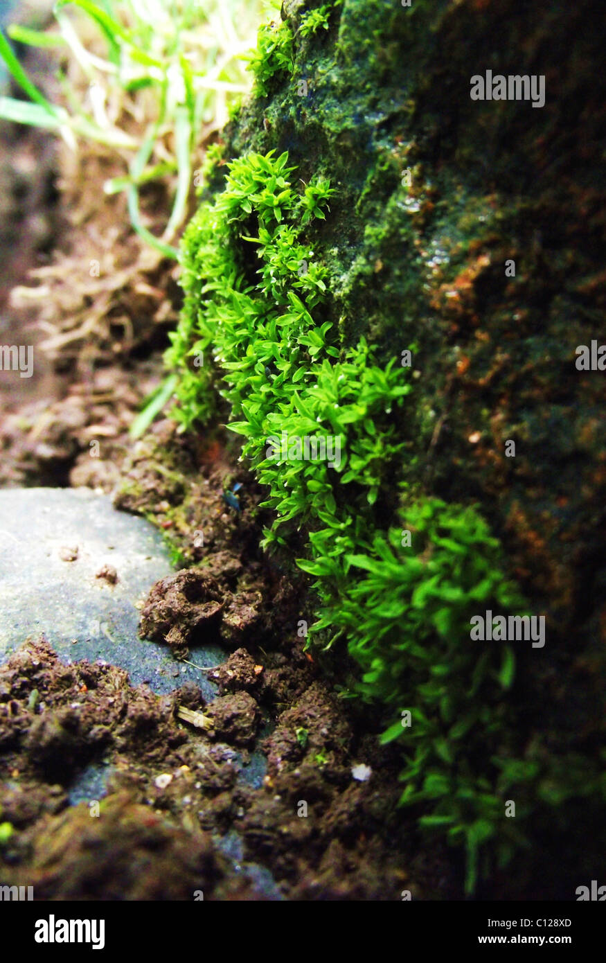 Moss on the rock hi-res stock photography and images - Alamy