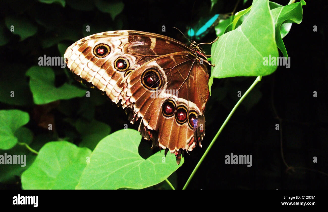 Butterfly On Leaves Stock Photo - Alamy