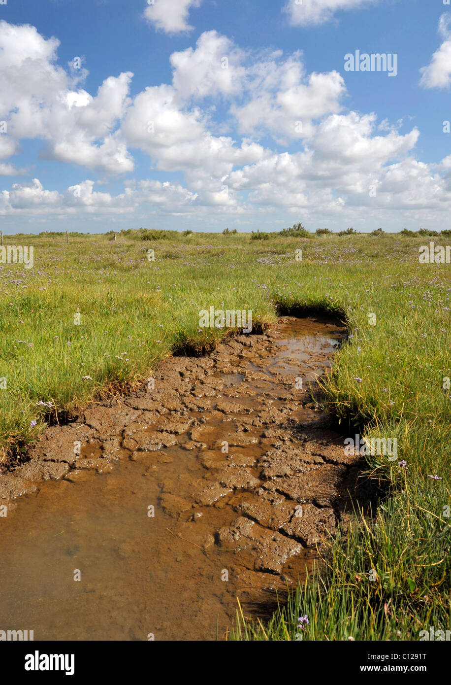 Stiffkey marshes near Wells Next the Sea on the North Norfolk coast ...