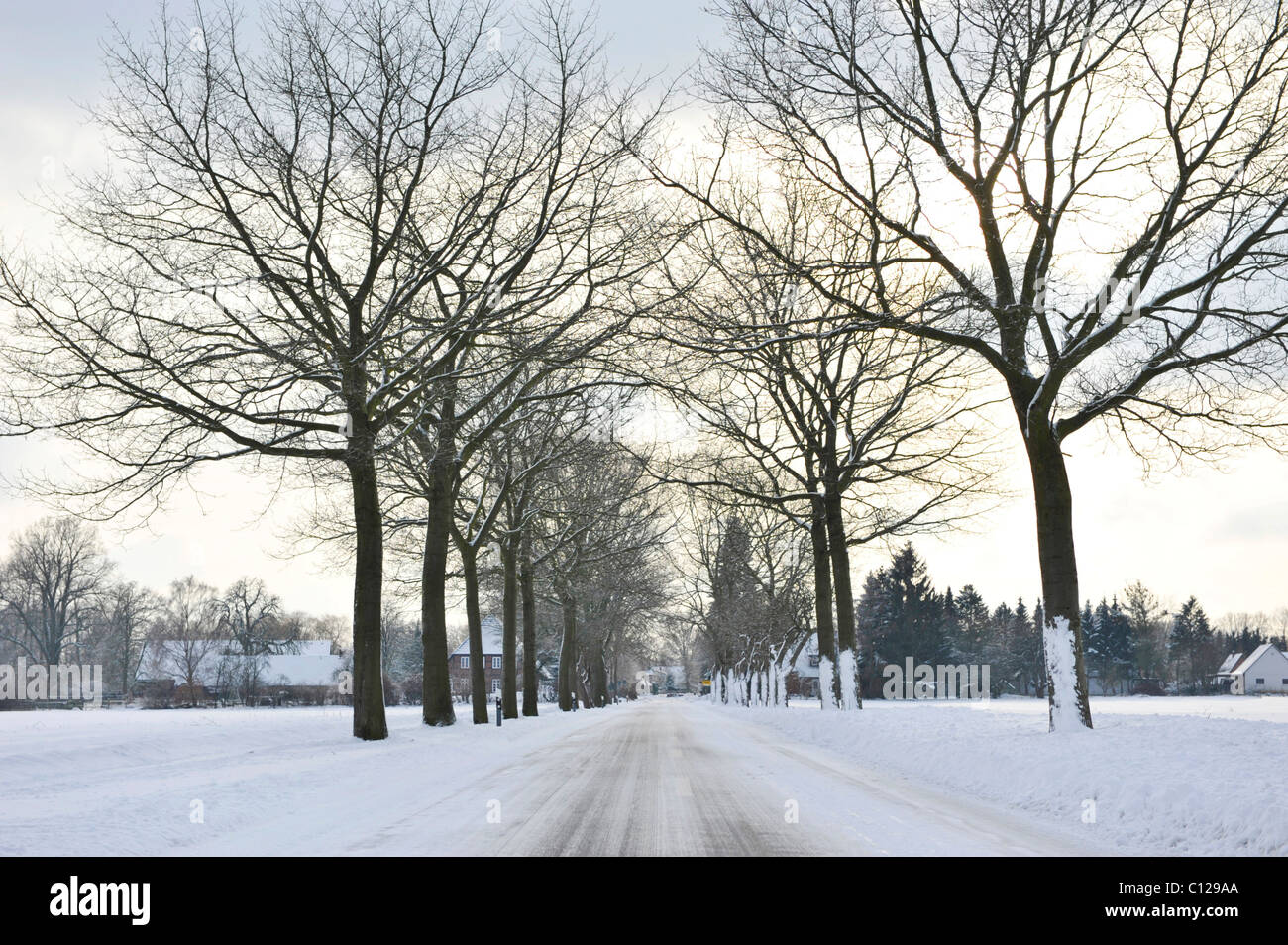 Tree covered road hi-res stock photography and images - Alamy