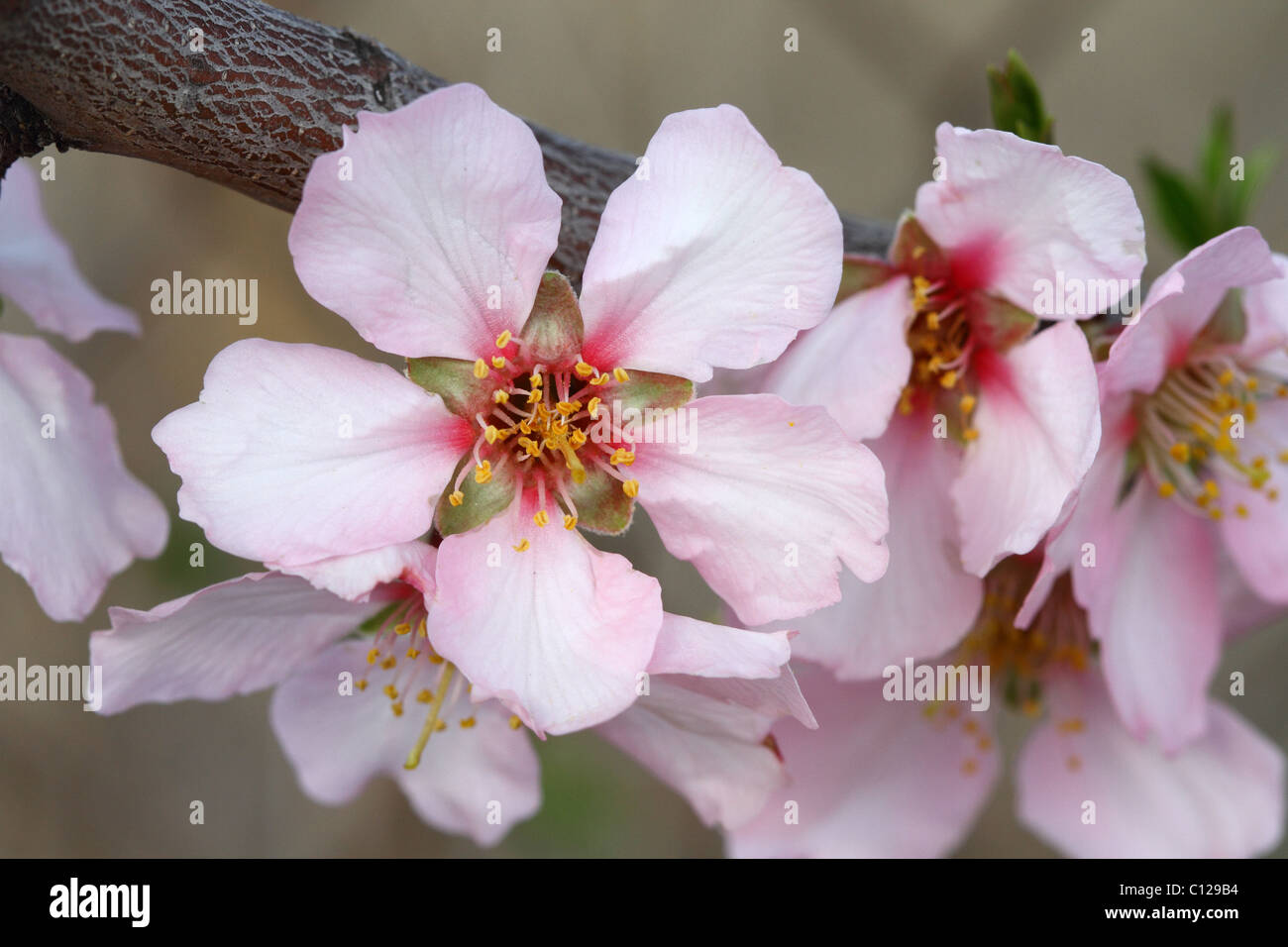 Chinese almond tree hi-res stock photography and images - Alamy
