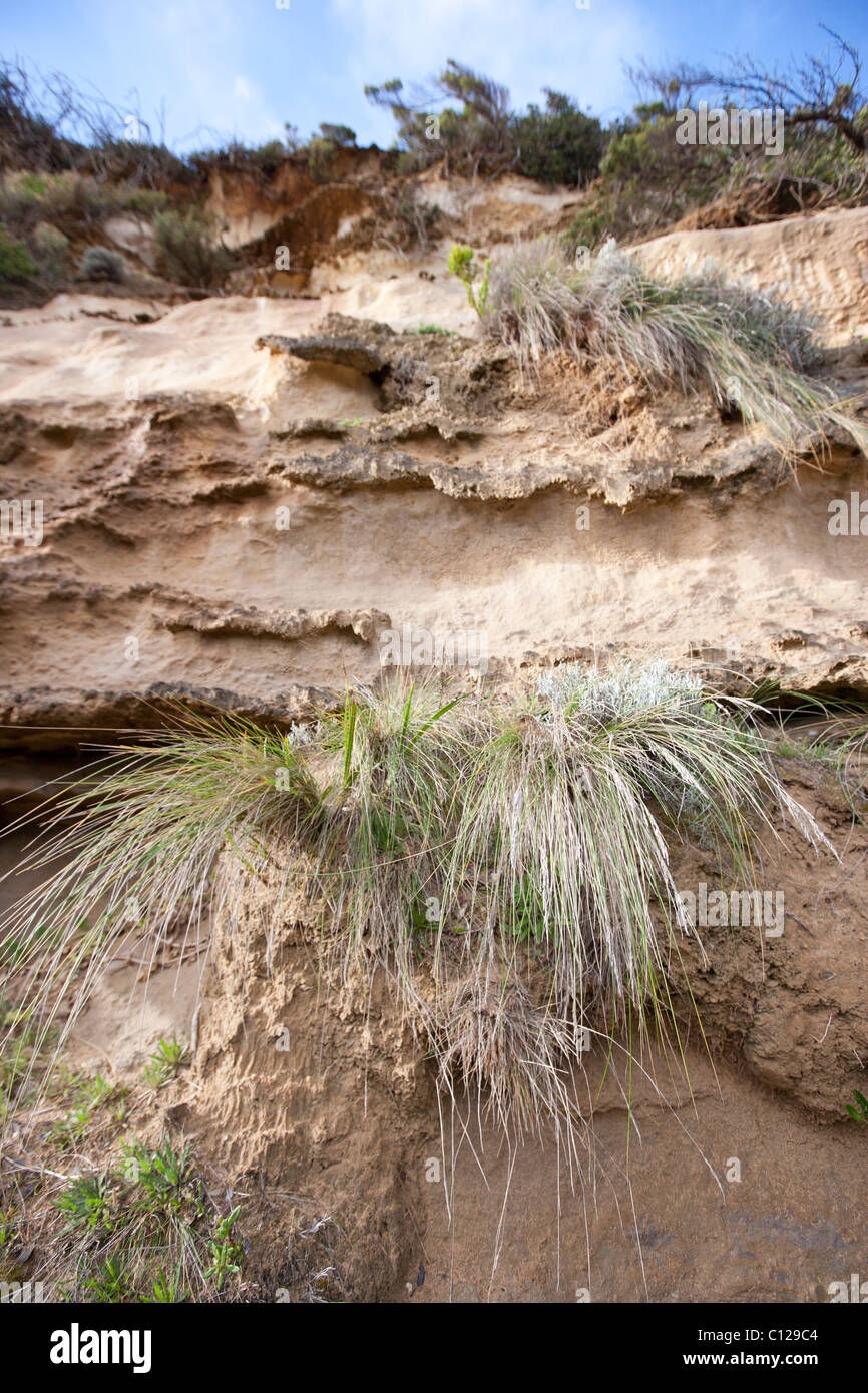 Grasses stabilizing cliff face from erosion.The variation in ...