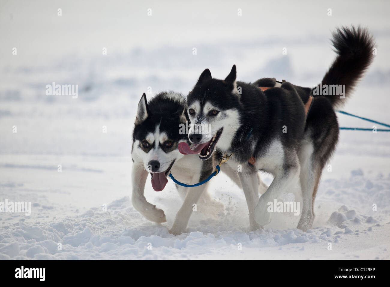 Siberian Husky, sled dog race Stock Photo - Alamy