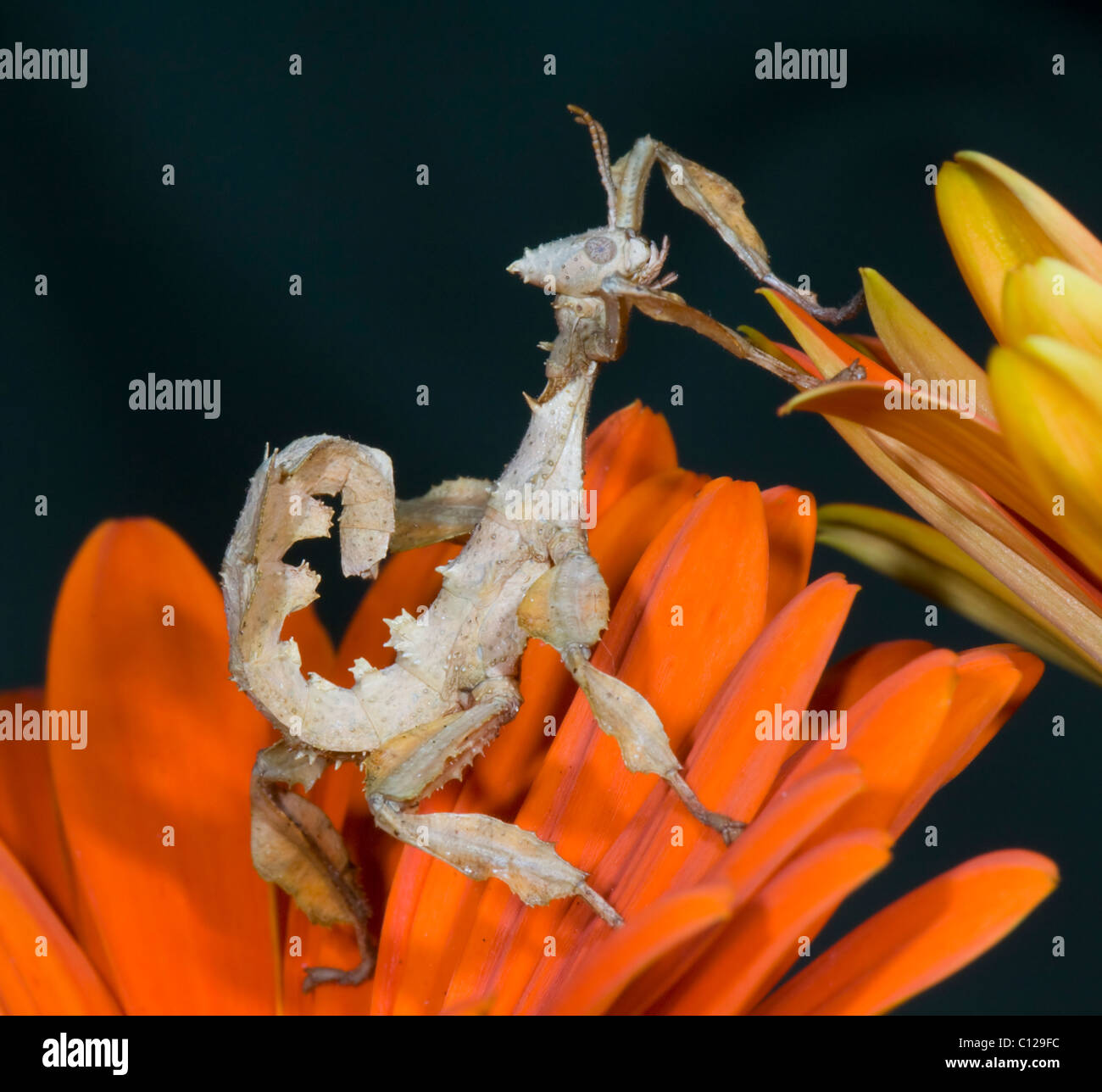 Macleays Spectre Stick Insect or Giant Prickly Stick Insect (Extatosoma ...