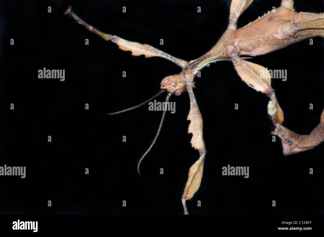 Macleays Spectre Stick Insect or Giant Prickly Stick Insect (Extatosoma ...