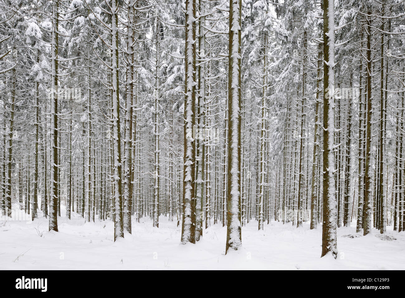 Pine forest in winter Stock Photo - Alamy