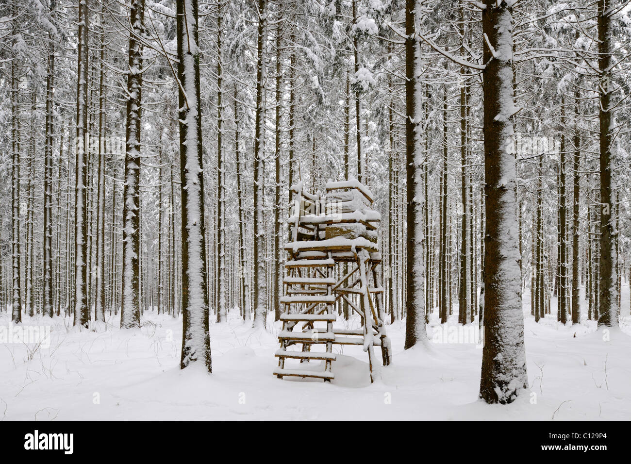 Pine forest with raised hide in winter Stock Photo - Alamy