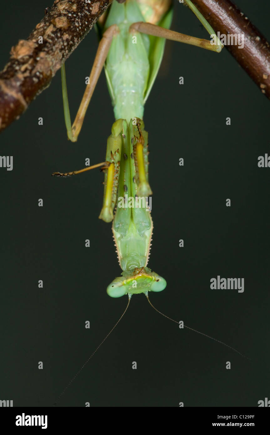 Praying Mantis (Stagmomantis theophila) hanging upside down Stock Photo ...
