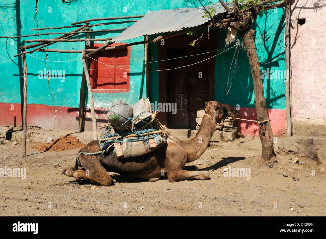 Camel parking in front of a house in Aksum, Axum, Tigray, Ethiopia ...