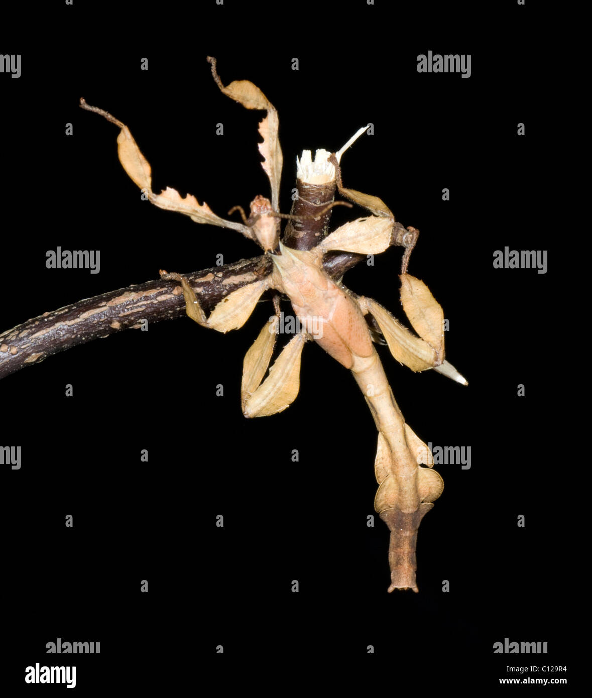 Macleays Spectre Stick Insect or Giant Prickly Stick Insect (Extatosoma tiaratum Stock Photo - Alamy