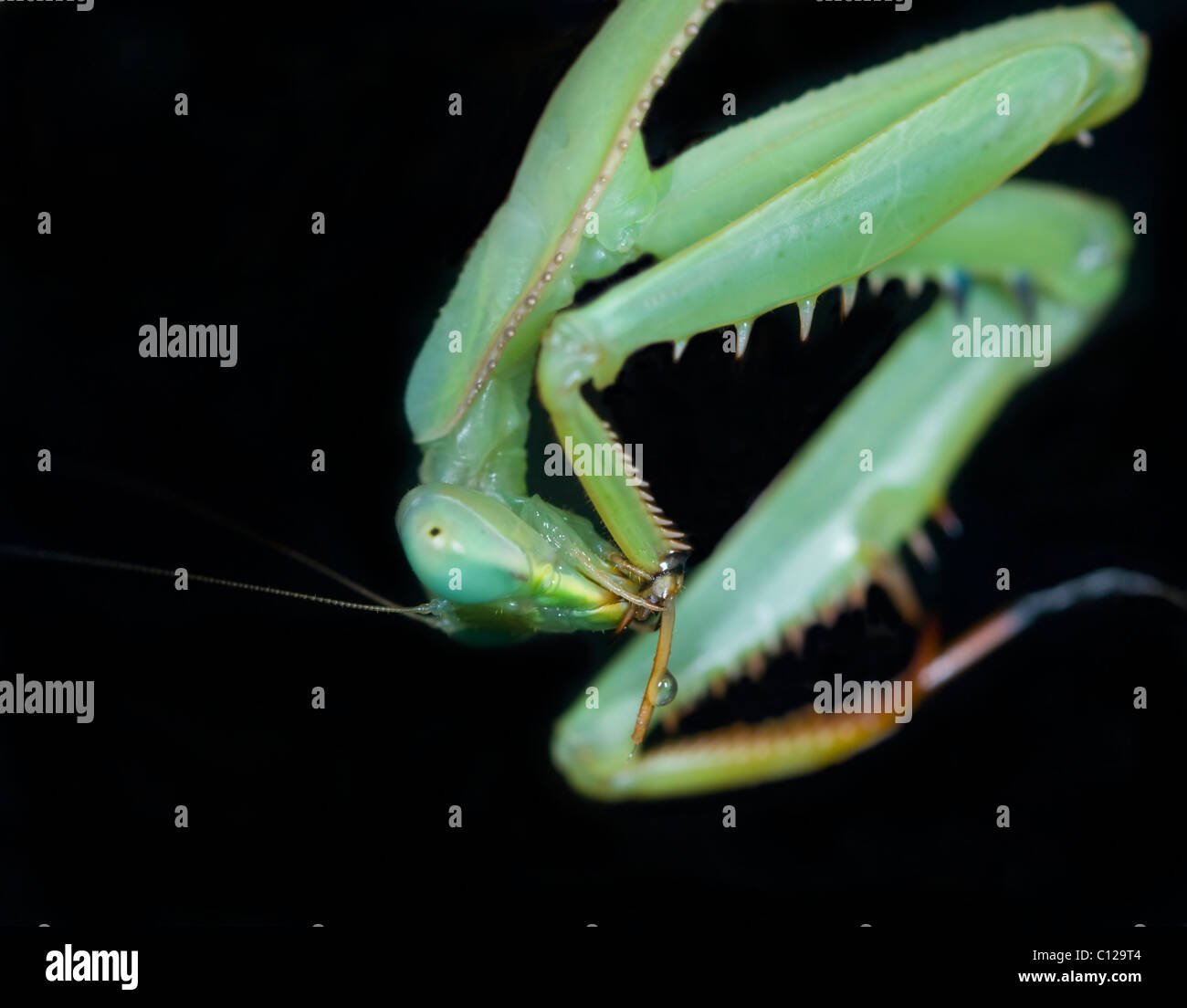 Female Praying Mantis (Stagmomantis theophila Stock Photo - Alamy