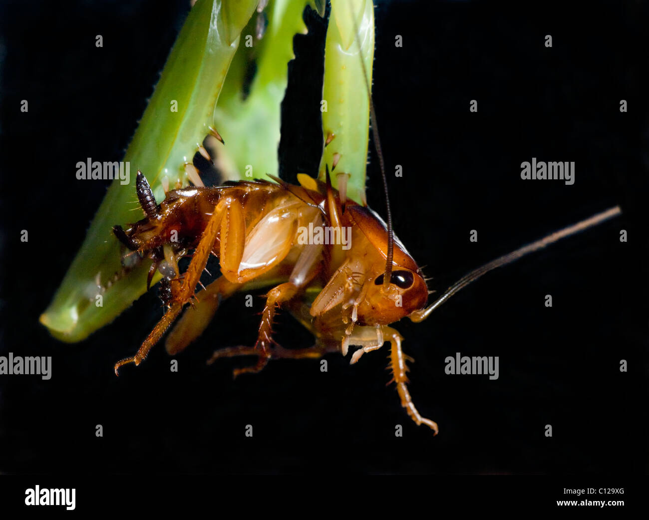 Turkistan Cockroach (Blatta lateralis) being eaten by a Praying Mantis ...