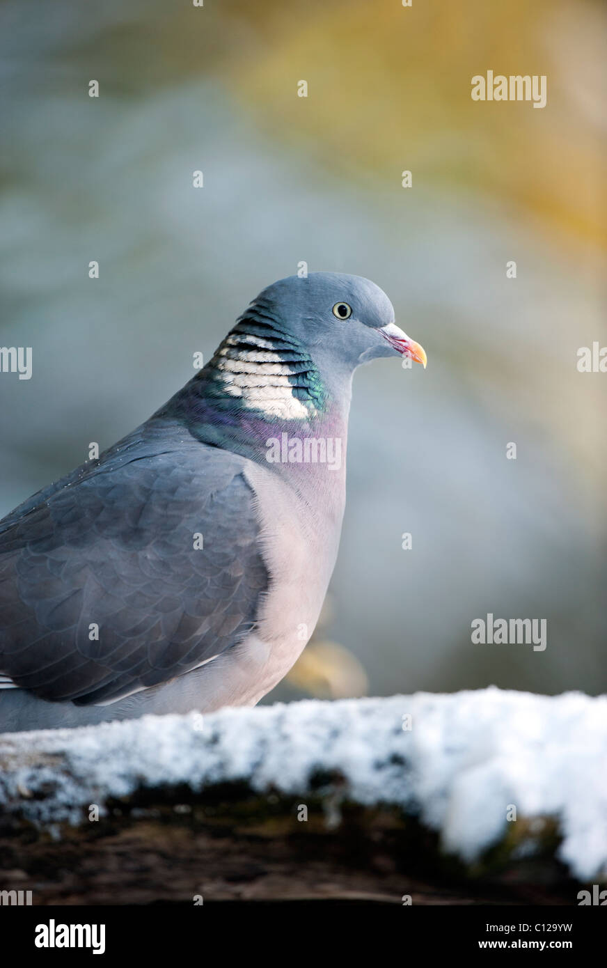 Woodland pigeon hi-res stock photography and images - Alamy