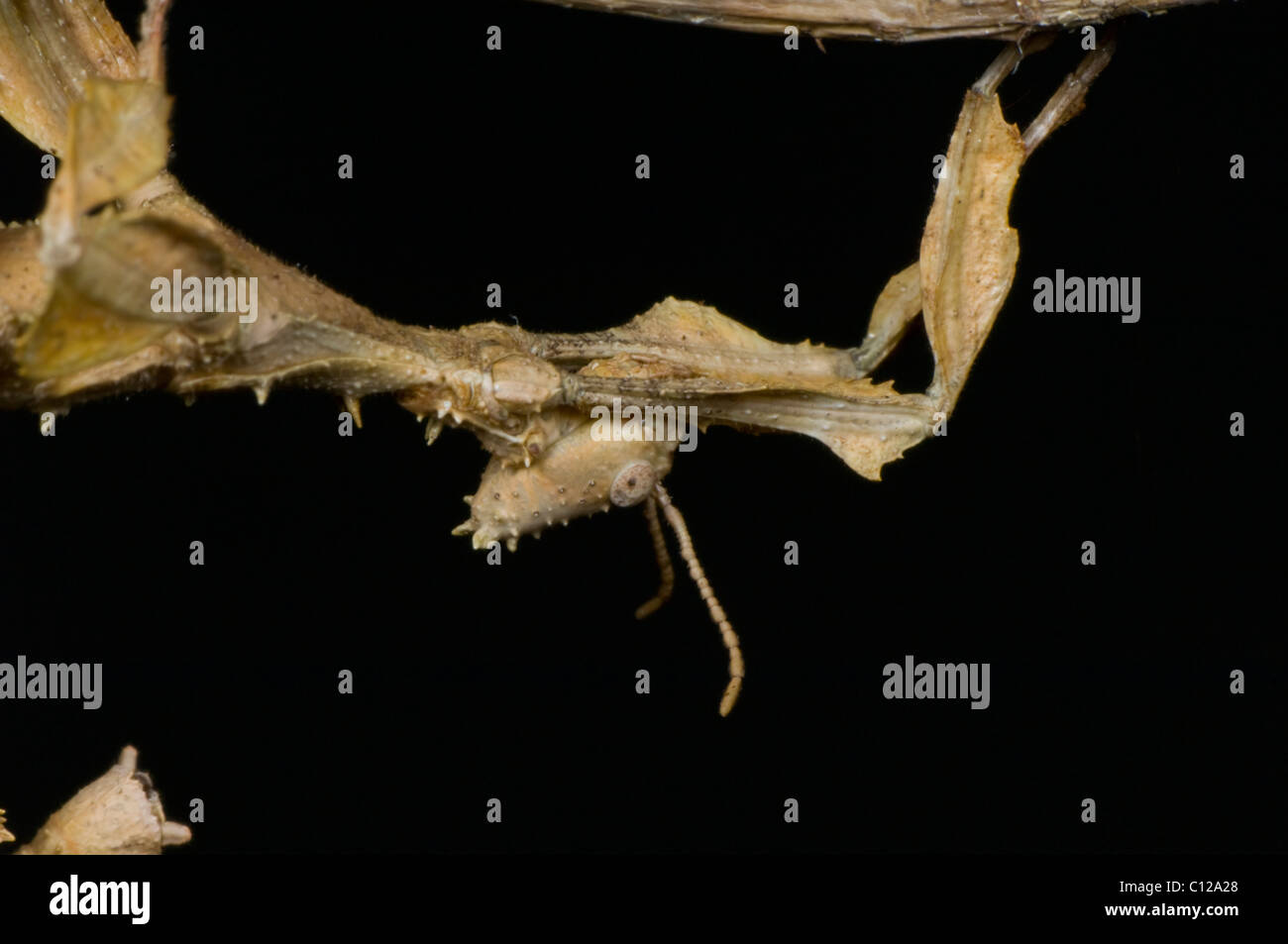 Macleays Spectre Stick Insect or Giant Prickly Stick Insect (Extatosoma ...