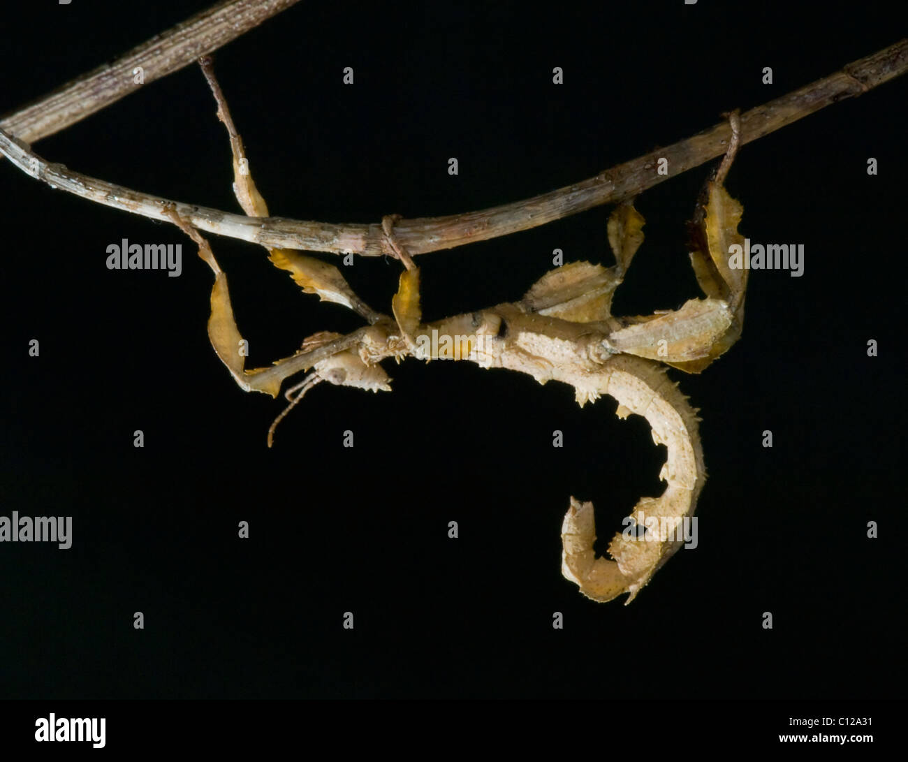 Australian giant prickly stick insect hi-res stock photography and ...