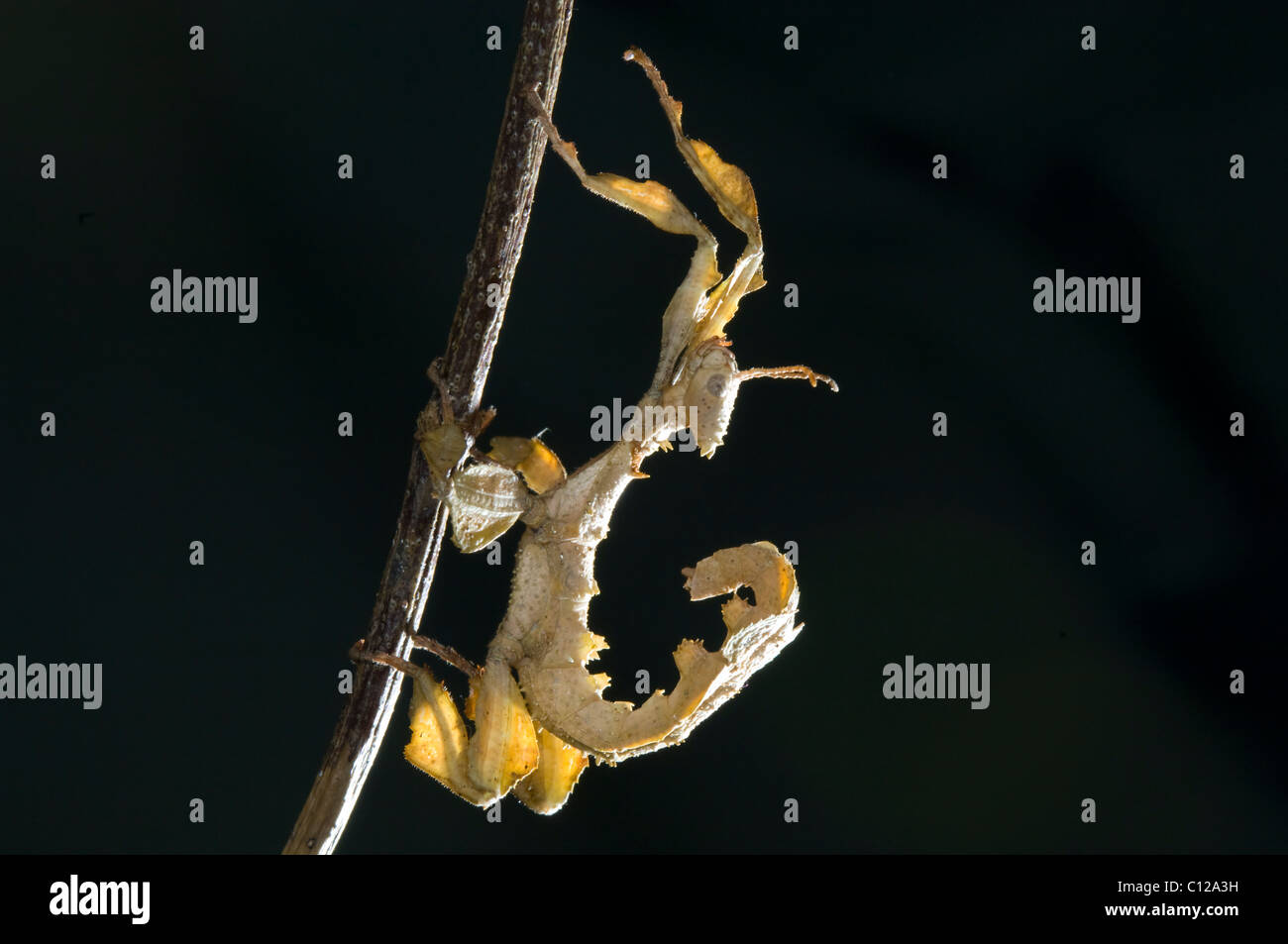 Macleays Spectre Stick Insect or Giant Prickly Stick Insect (Extatosoma ...
