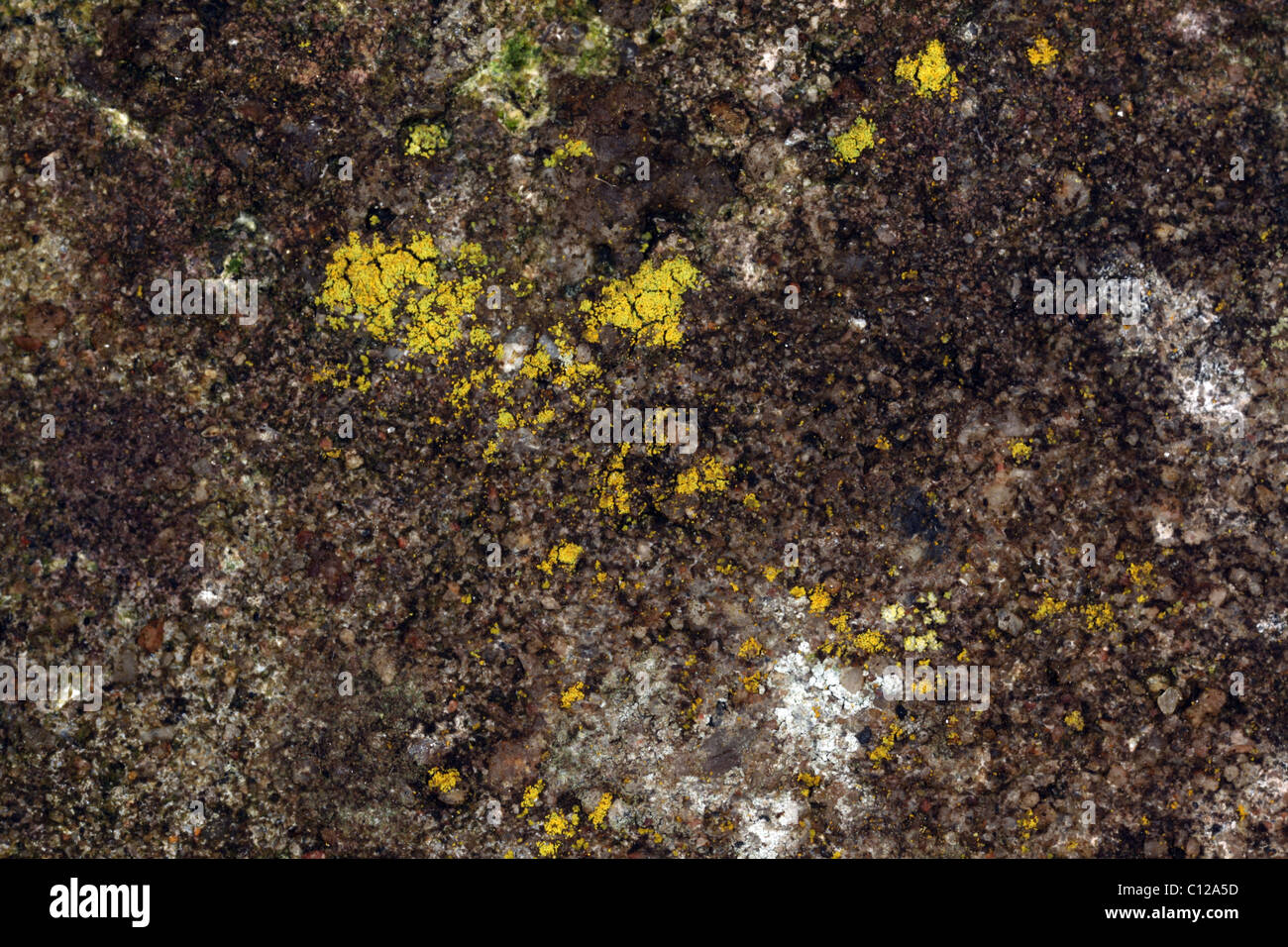 Lichen growing on a wall - structural details Stock Photo - Alamy