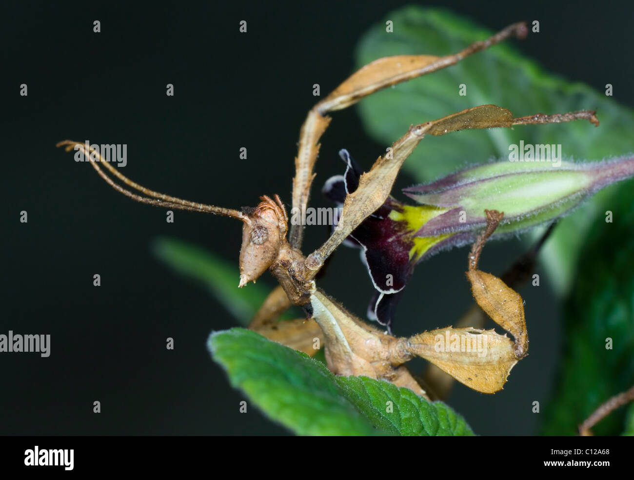Macleays Spectre Stick Insect or Giant Prickly Stick Insect (Extatosoma ...