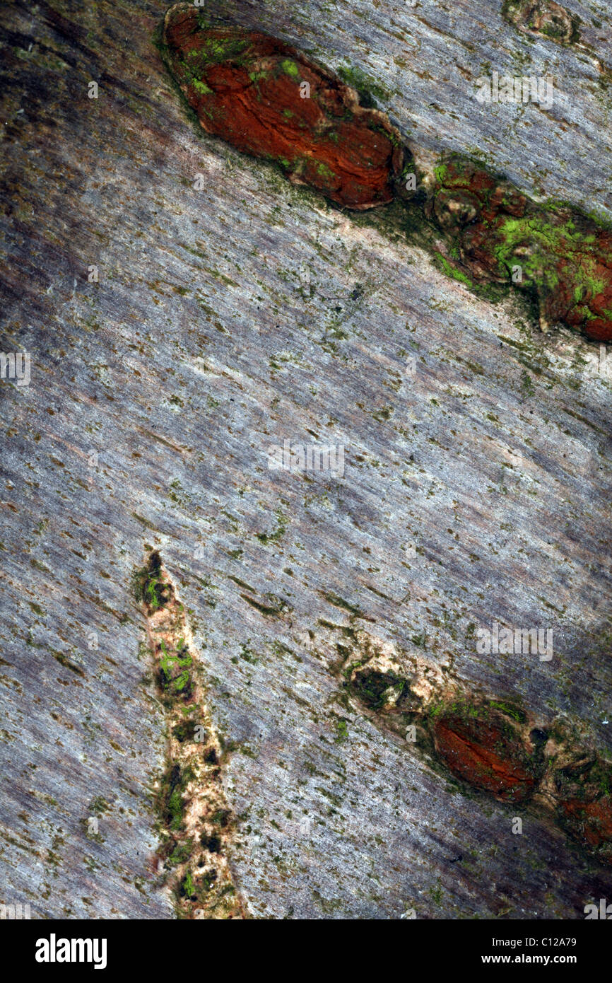 Tree trunk abstract - structural details of surface Stock Photo - Alamy