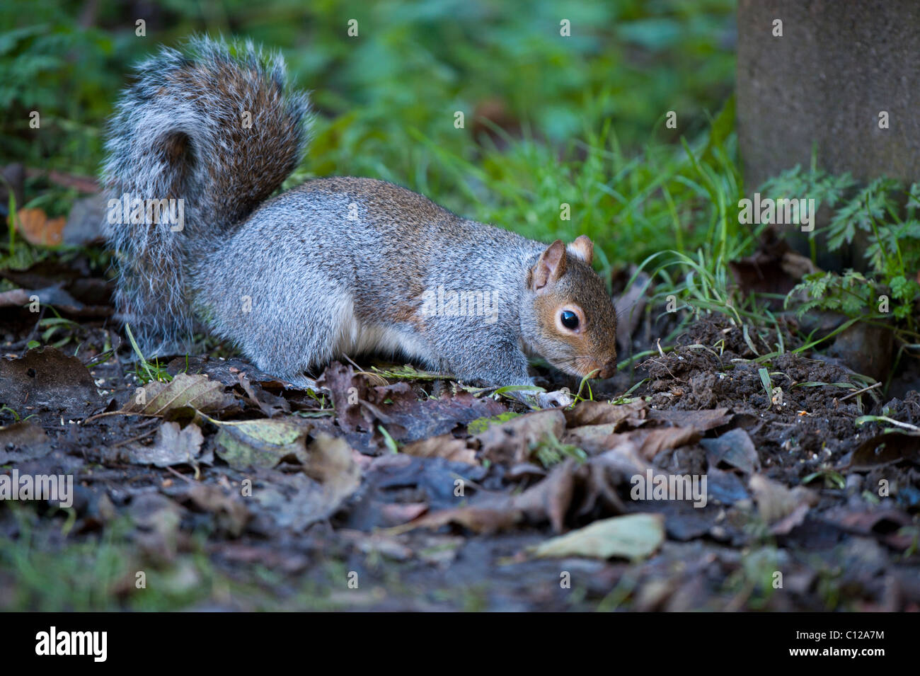 A Grey Squirrel Foraging For Food Amongst Leaves Stock Photo - Alamy