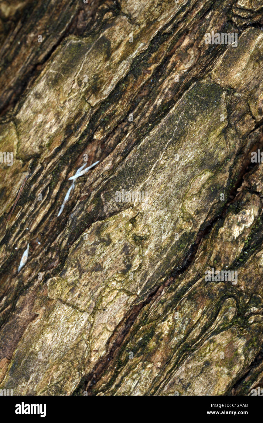 Tree trunk abstract - structural details of surface Stock Photo - Alamy