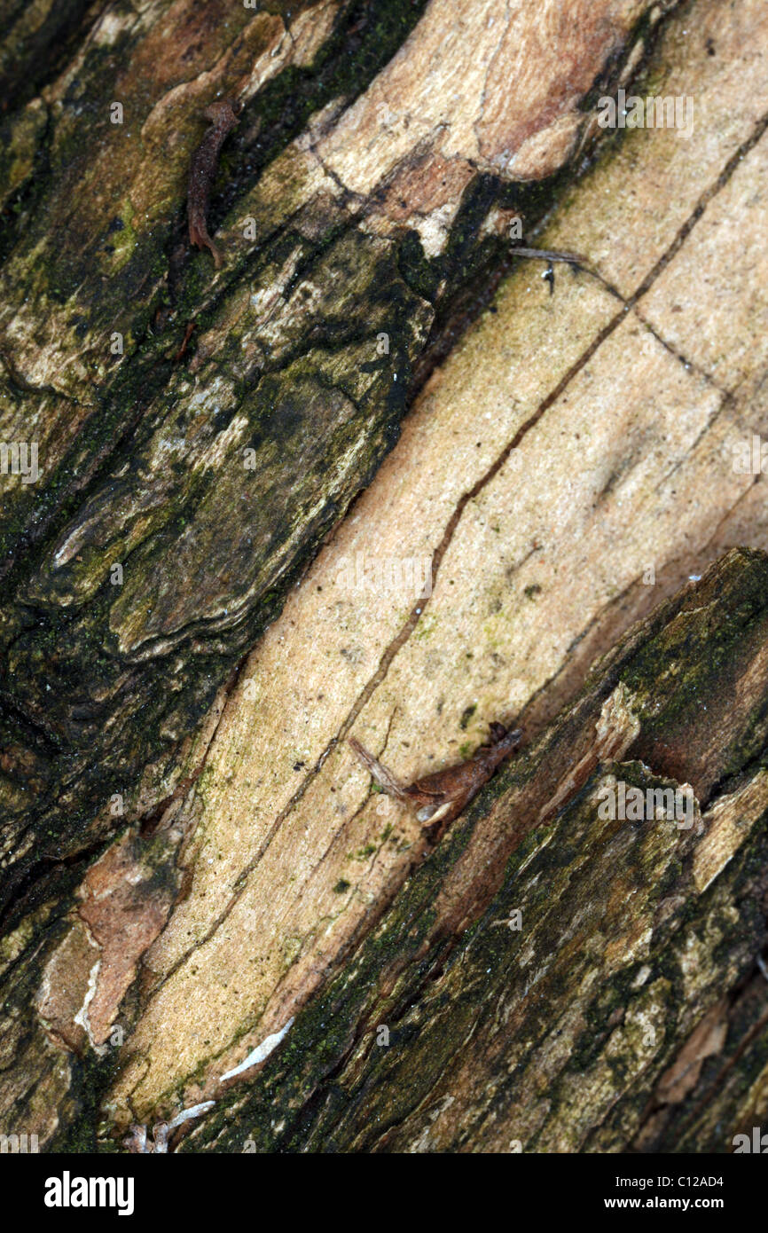 Tree trunk abstract - structural details of surface Stock Photo - Alamy