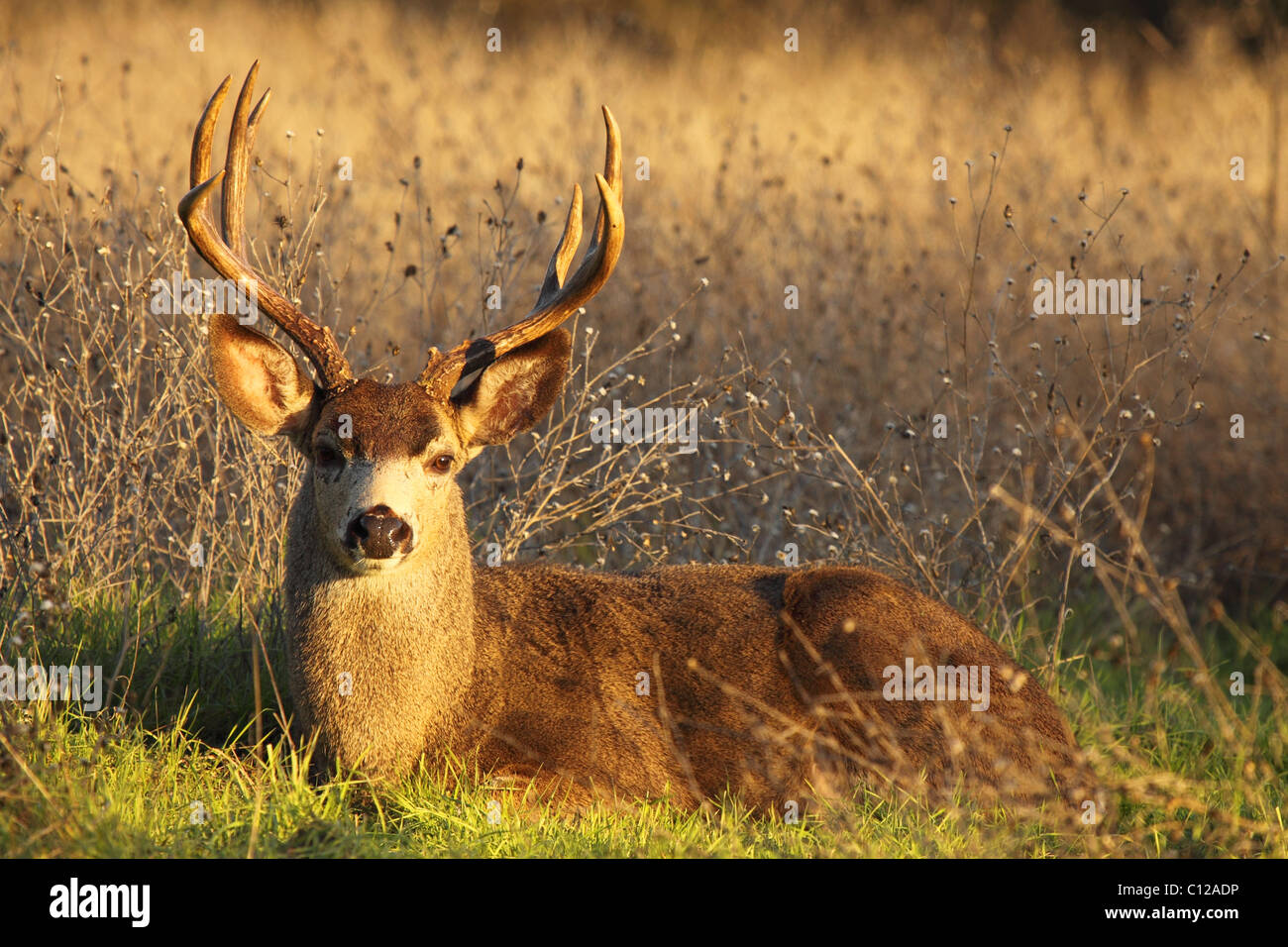 A trophy Black-tailed Deer buck resting in a bed Stock Photo - Alamy