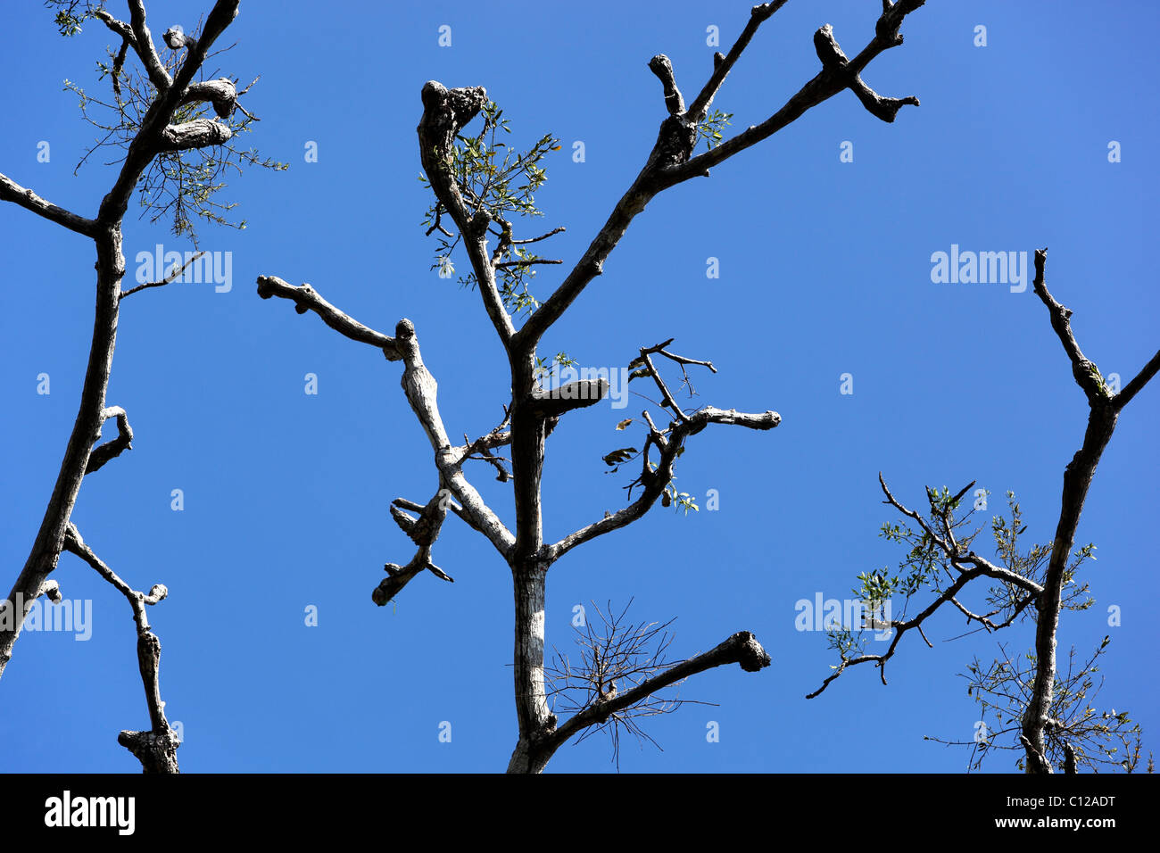 bare tree limbs, blue sky, Costa Rica Stock Photo - Alamy