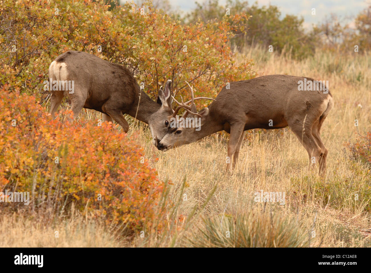 Mule Deer bucks eye to eye Stock Photo - Alamy