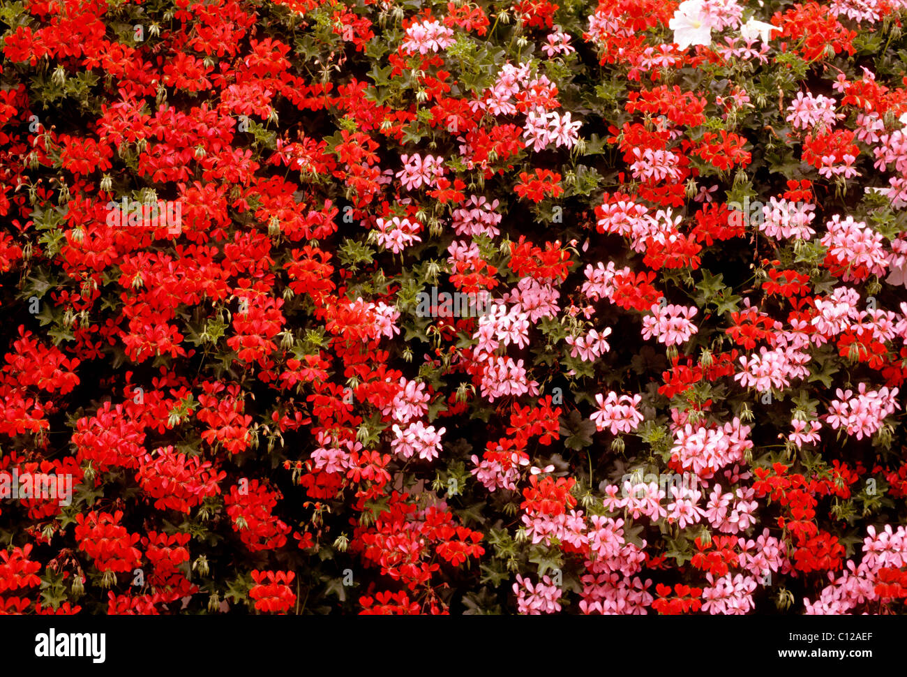 Close up of colorful flowers decorate a hotel, Radium Hot Springs ...