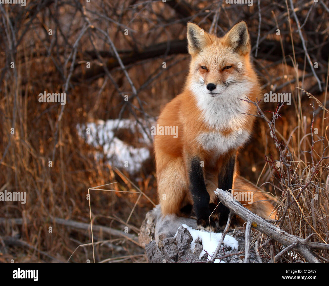 Fox sleep hi-res stock photography and images - Alamy