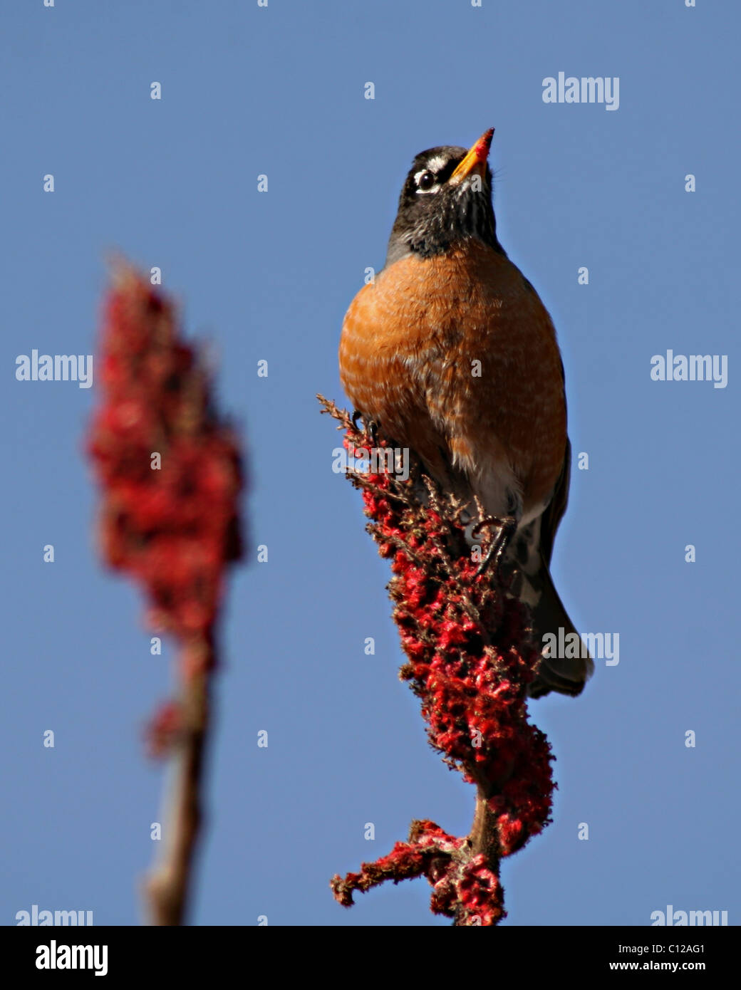Male american robin hi-res stock photography and images - Alamy