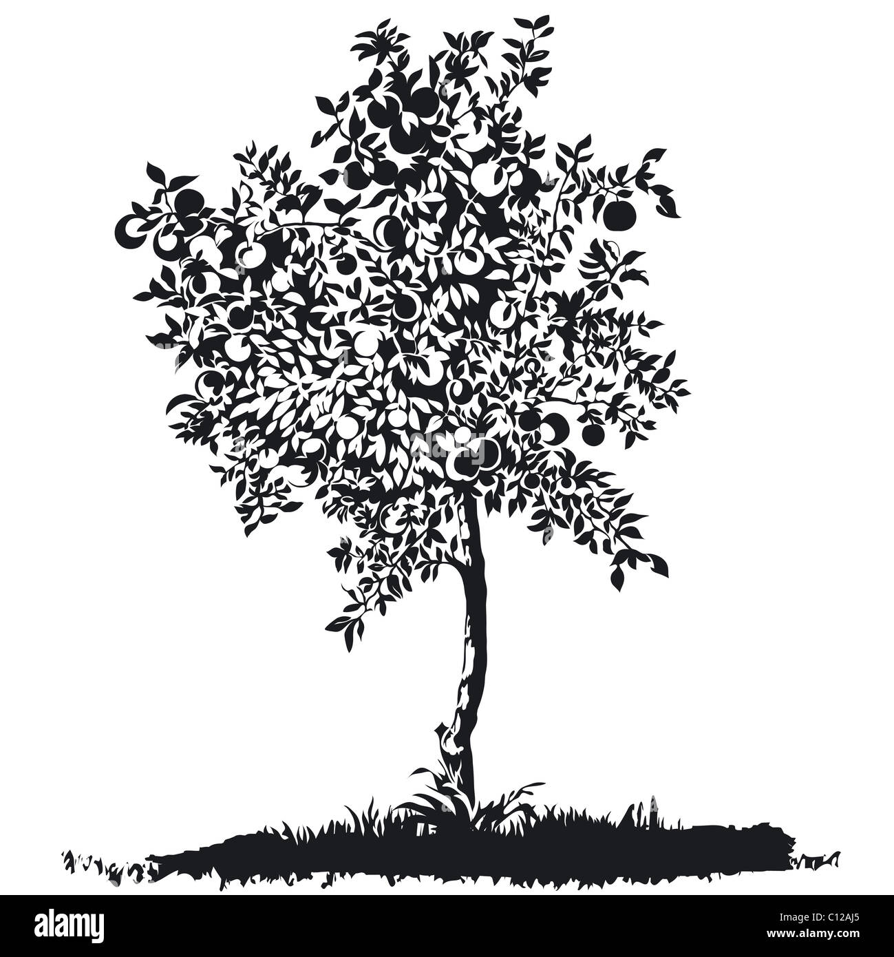 Tree apple tree silhouette outline hi-res stock photography and images ...