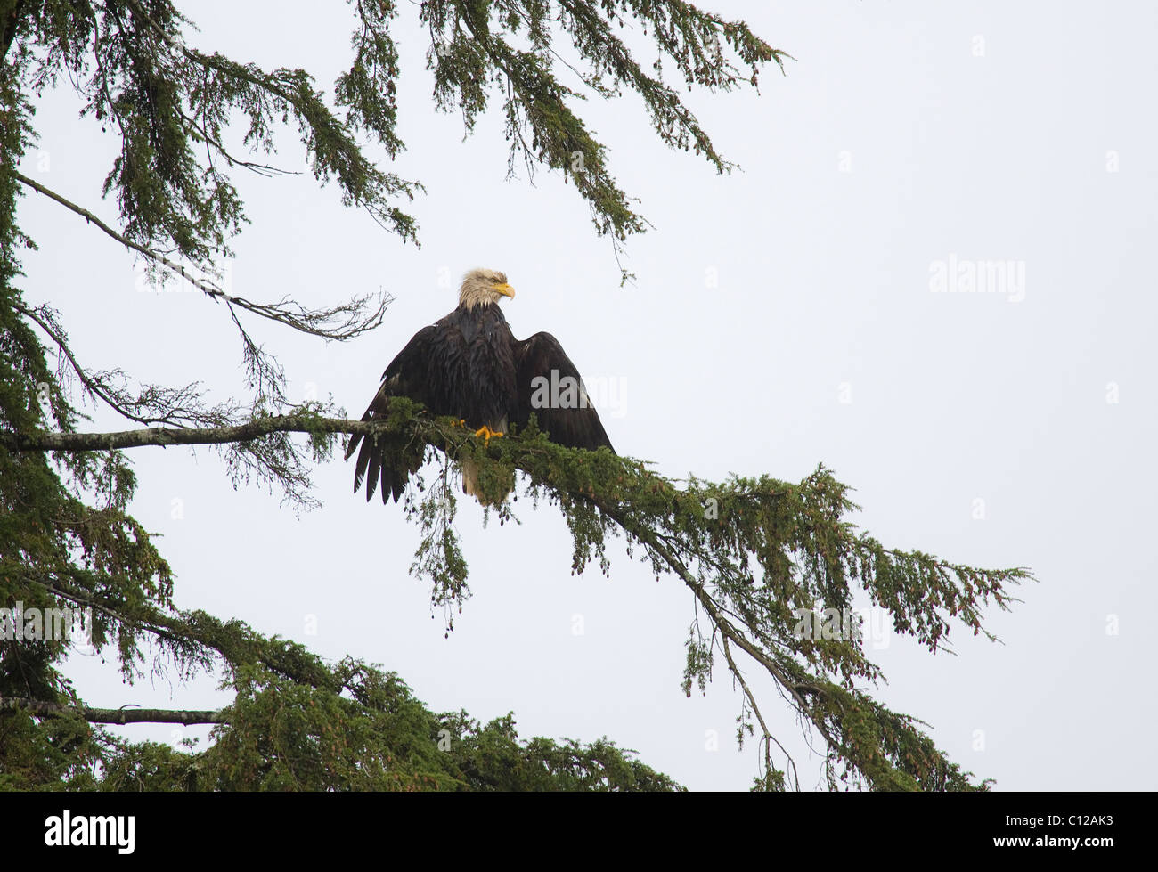 Bald eagle on a tree branch hi-res stock photography and images - Alamy