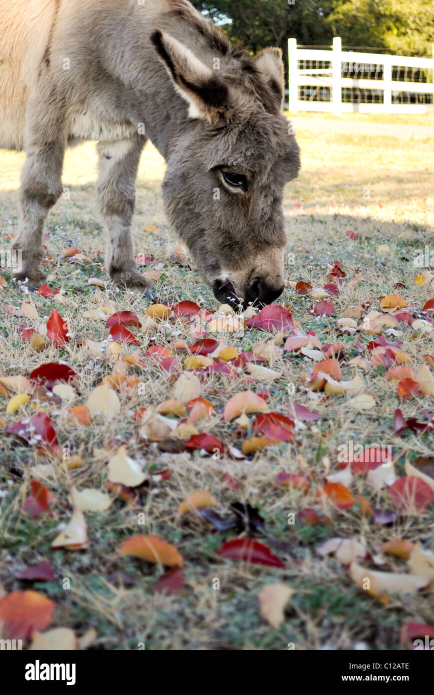 Miniature Donkey Grazing Among Fall Leaves Stock Photo - Alamy