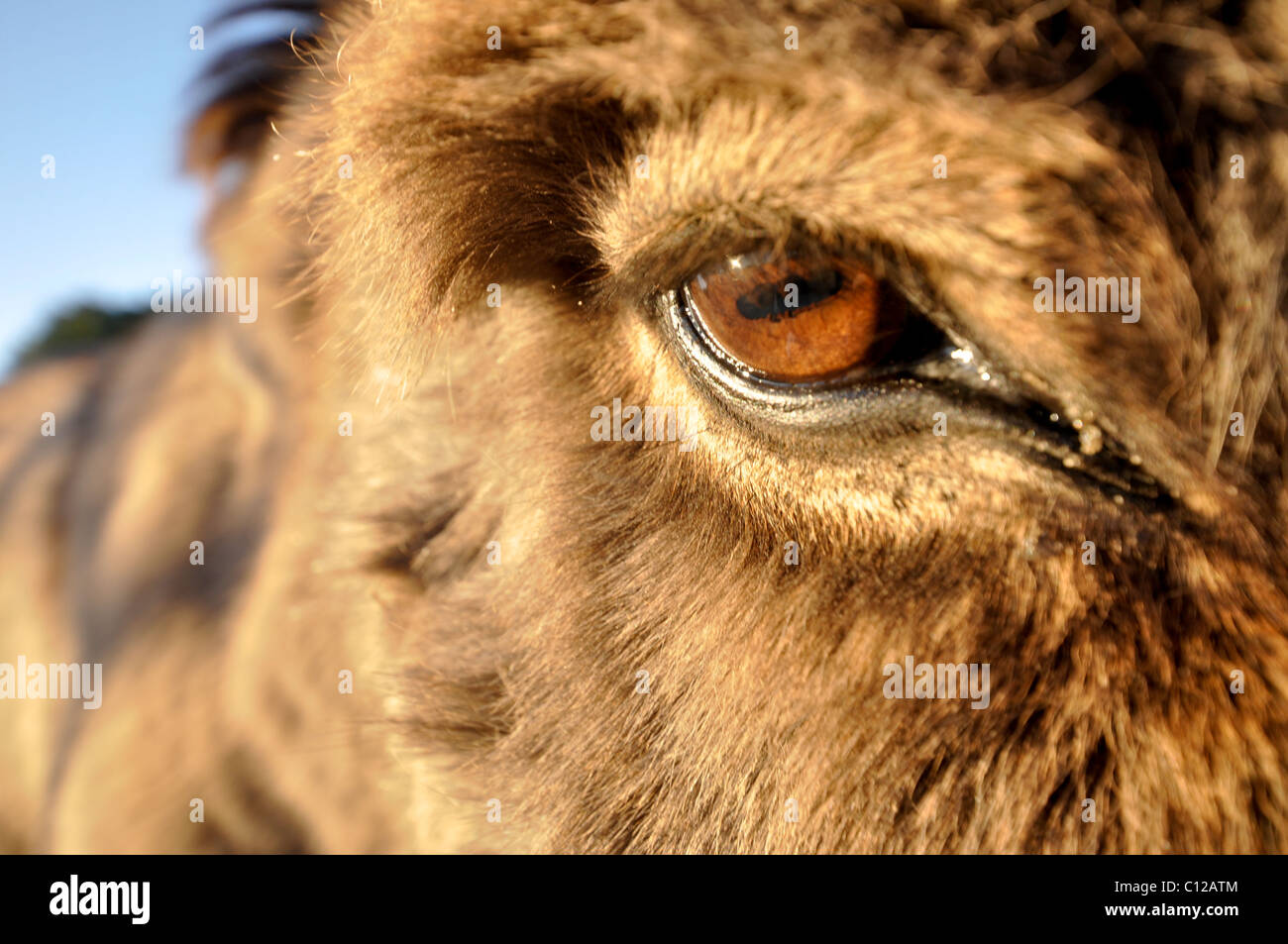 Curious Miniature Donkey Up Close Eye Inquisitive Stock Photo - Alamy