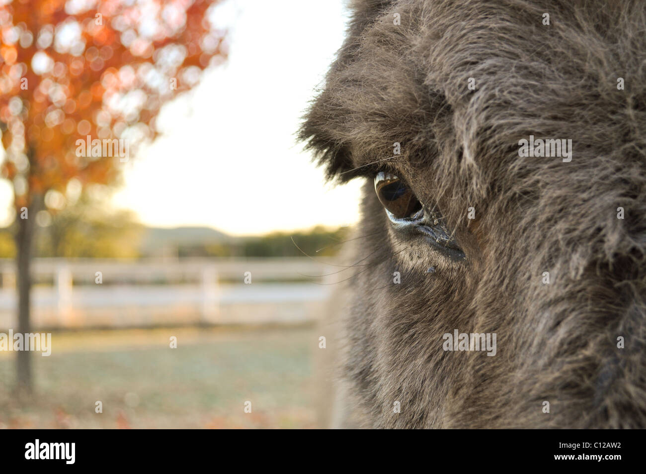 Portrait of Miniature Donkey on a Ranch with Fall Leaves Stock Photo ...