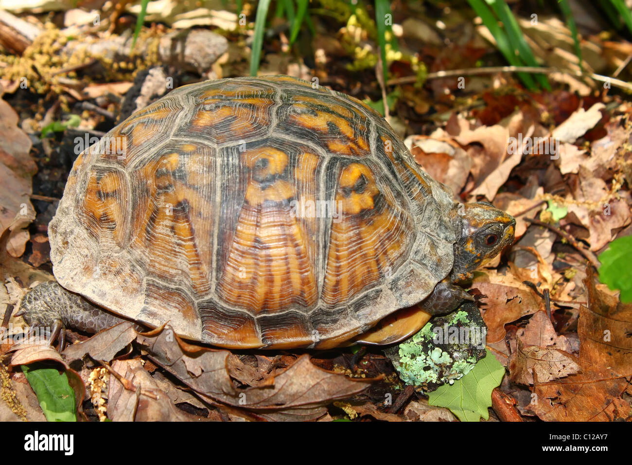Box Turtle (Terrapene carolina Stock Photo - Alamy