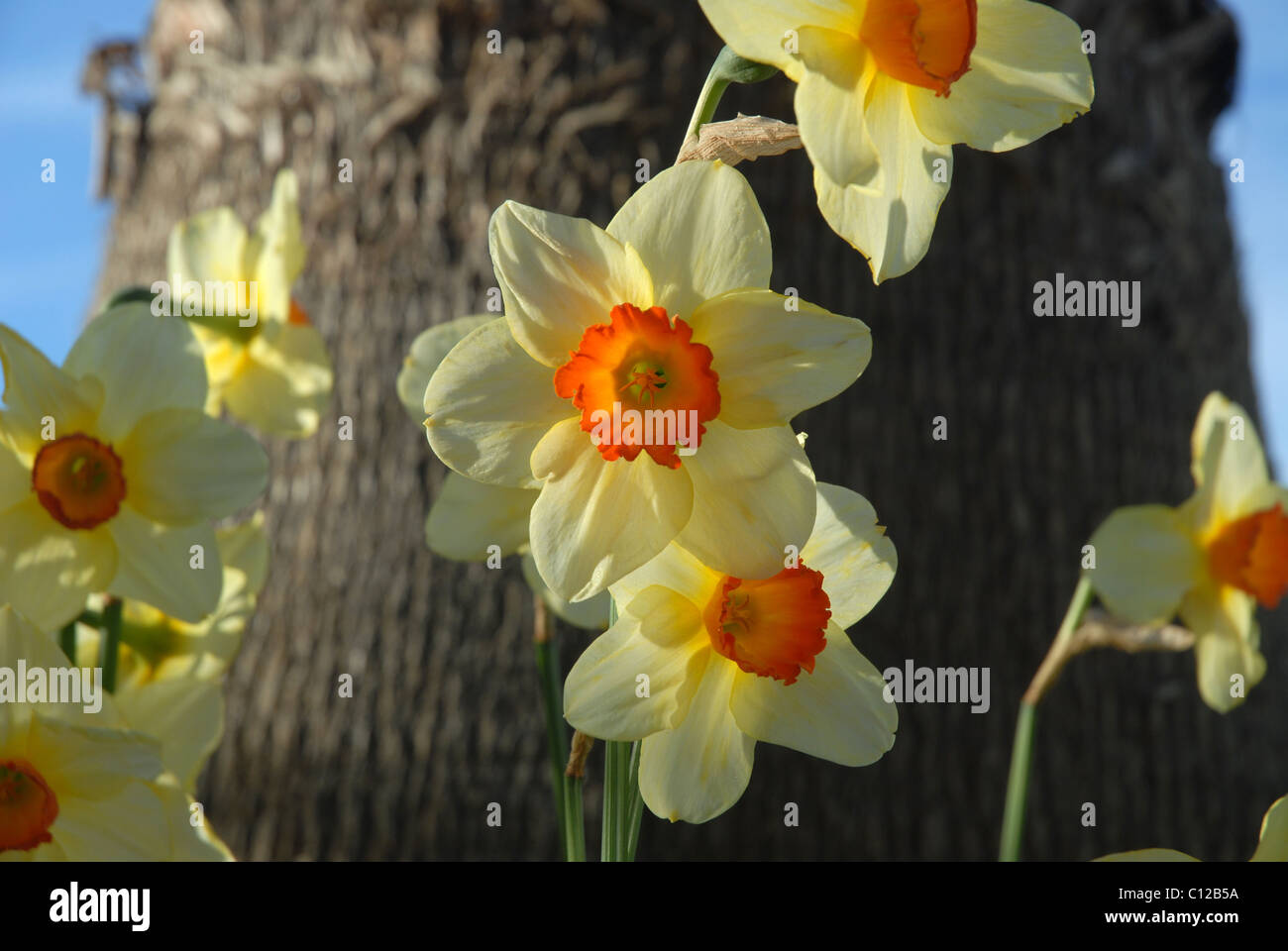 Daffodils in flower hi-res stock photography and images - Alamy
