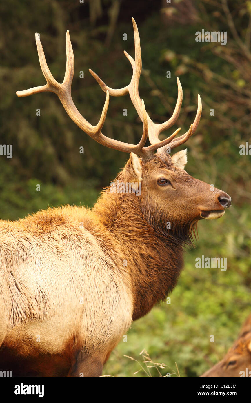 A Roosevelt Elk bull in a tall pose Stock Photo - Alamy