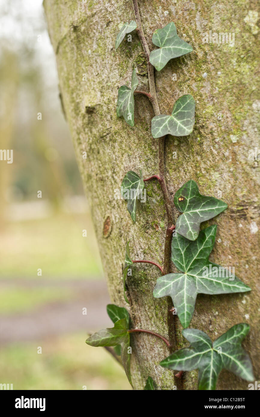 tree and ivy Stock Photo - Alamy