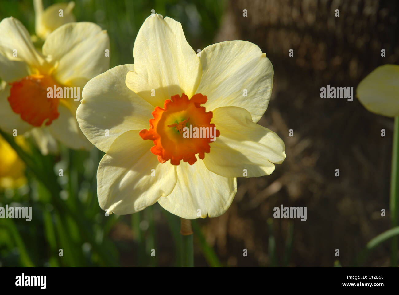 Daffodils in flower hi-res stock photography and images - Alamy