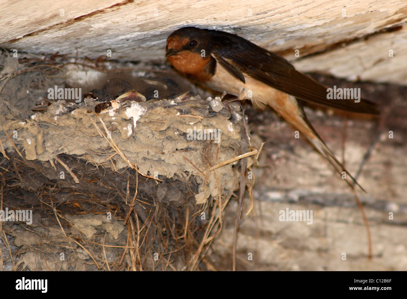 A Barn Swallow tending to nestlings Stock Photo - Alamy
