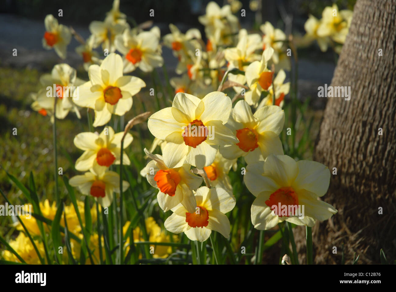 daffodils in flower, Spain Stock Photo - Alamy