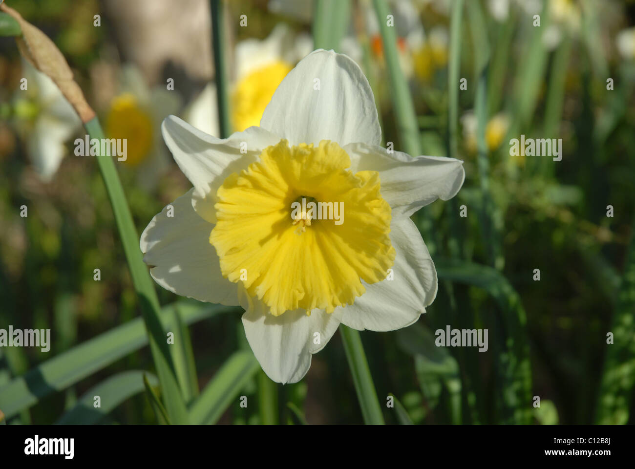 daffodils in flower, Spain Stock Photo - Alamy