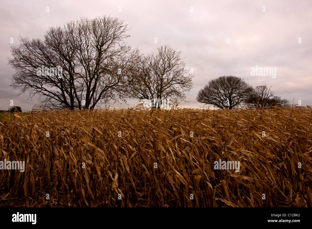 Corn field with trees Stock Photo - Alamy