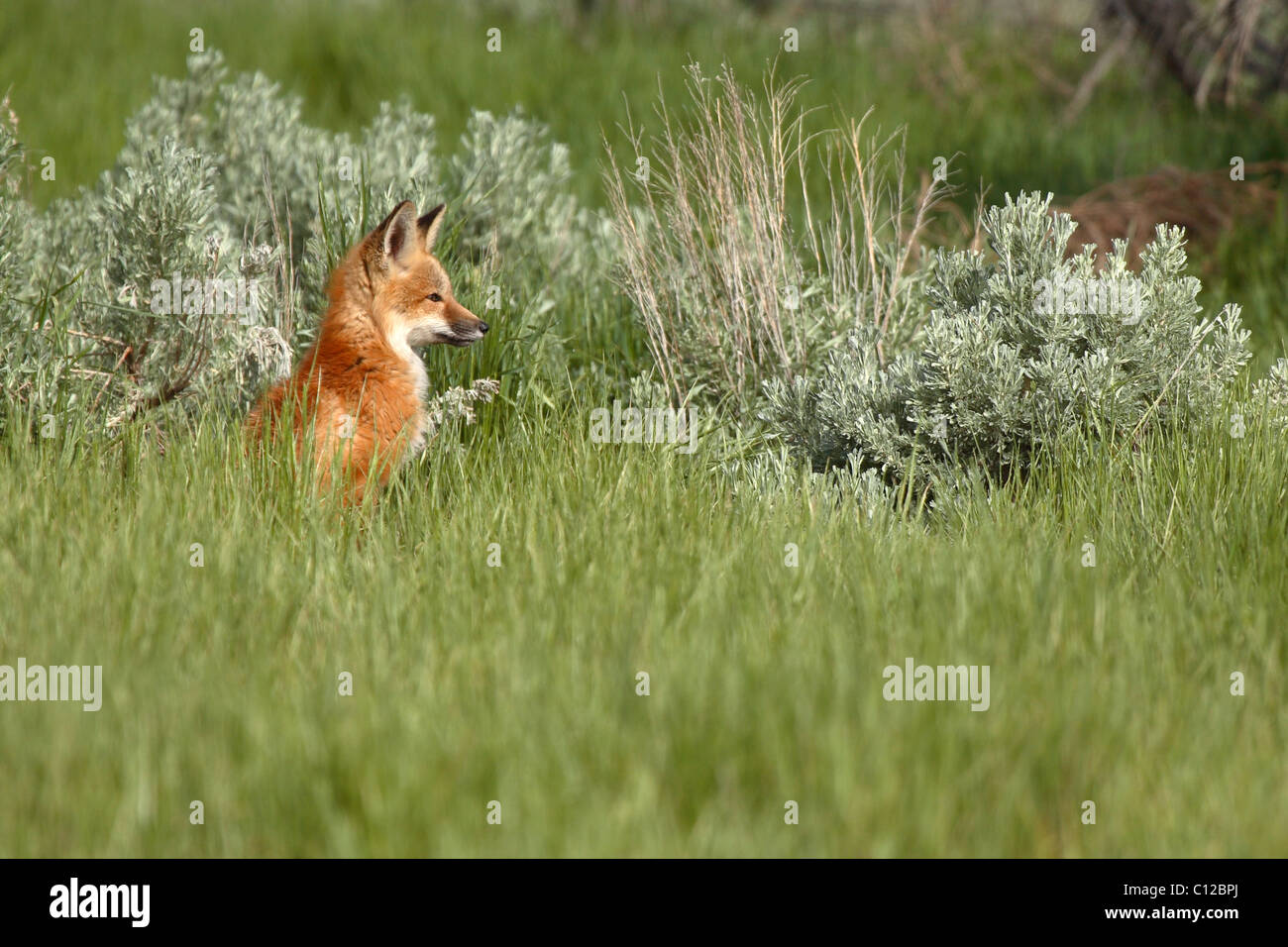 A young Red Fox resting in a Colorado field Stock Photo - Alamy