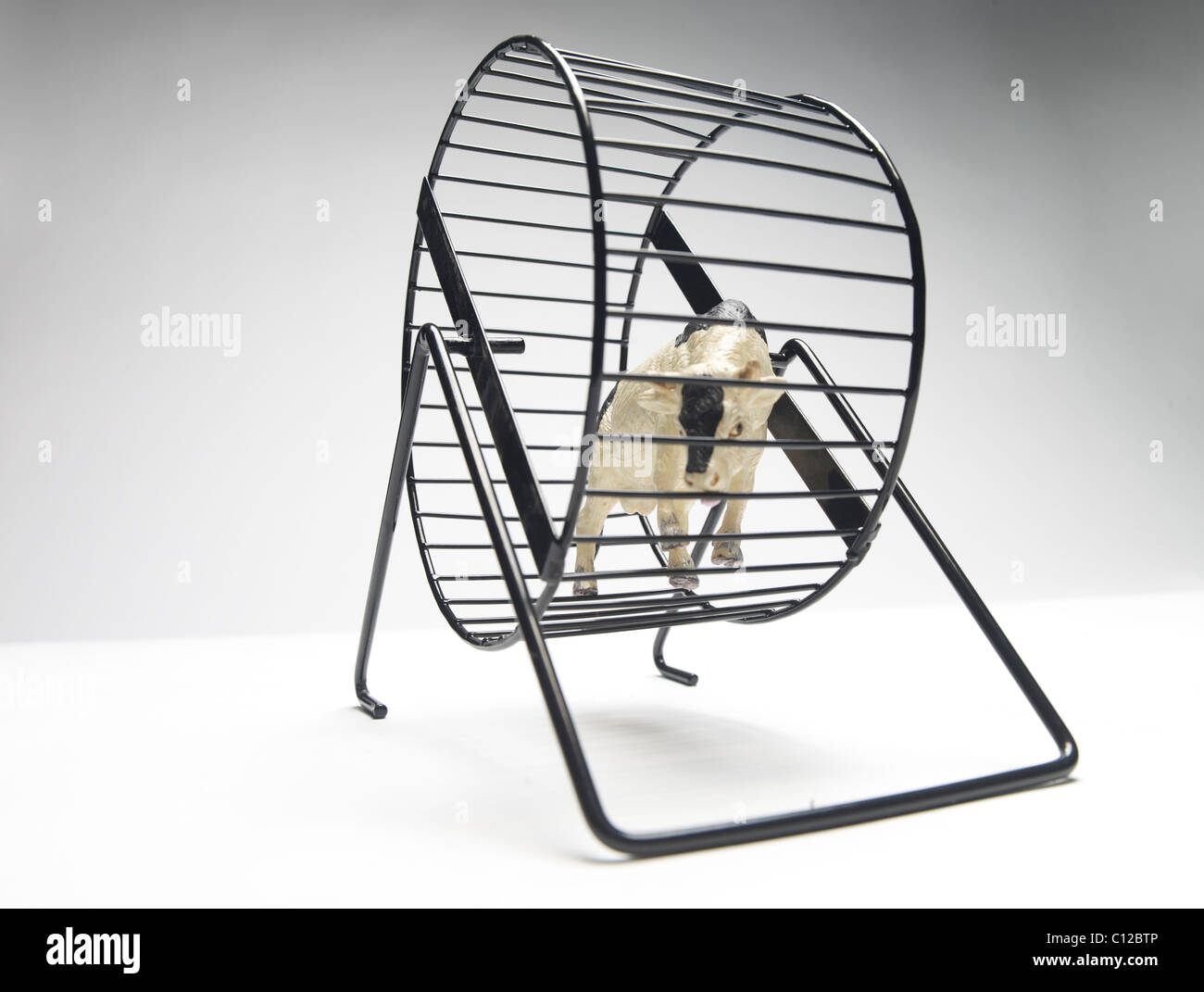 A model cow in a hamster wheel Stock Photo - Alamy