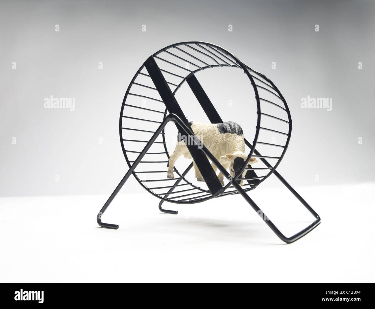 Cow on treadmill hi-res stock photography and images - Alamy